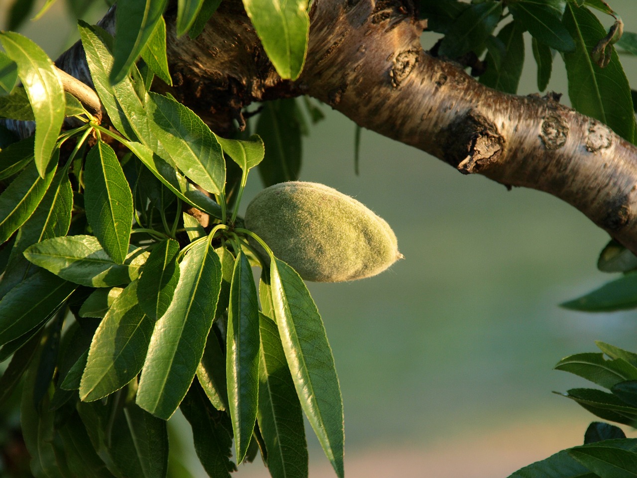 Αμυγδαλιά - Green Gardens - ΦΥΤΩΡΙΑ ΠΑΓΚΑΛΟΣ