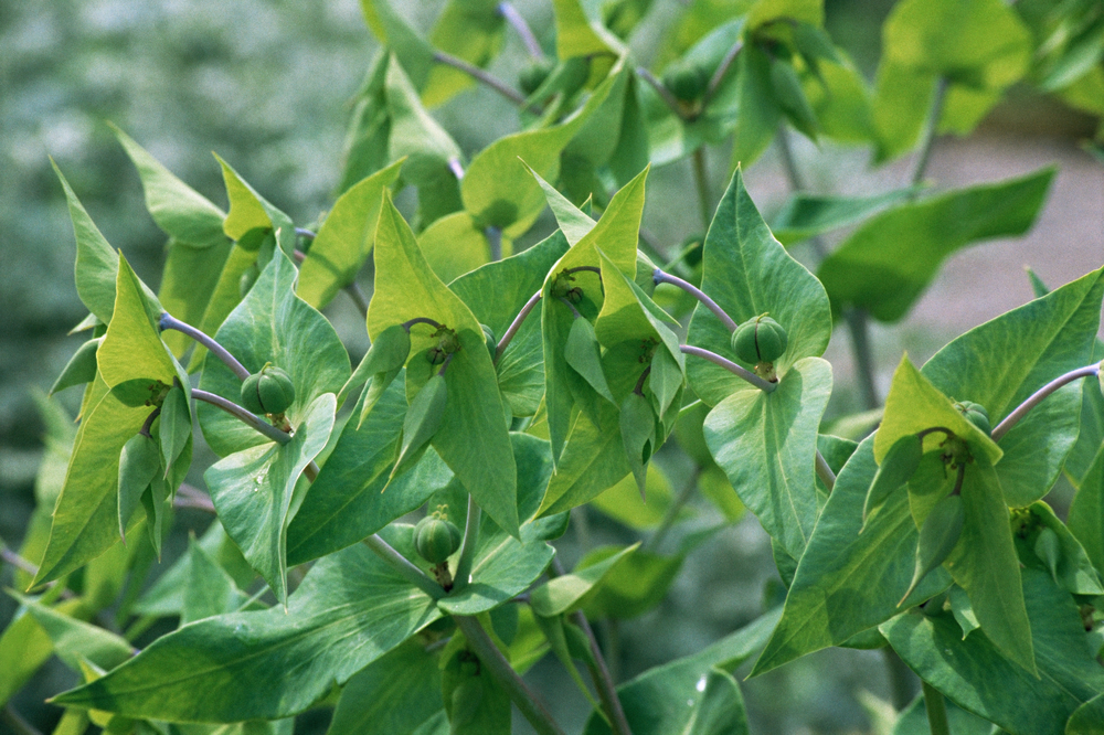 Κάπαρη (Capparis spinosa) - Green Gardens - ΦΥΤΩΡΙΑ ΠΑΓΚΑΛΟΣ