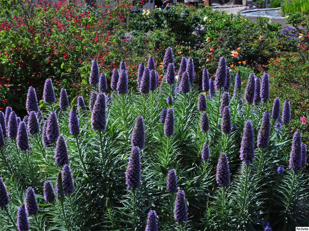 Έχιουμ (Echium candicans) - Green Gardens - ΦΥΤΩΡΙΑ ΠΑΓΚΑΛΟΣ