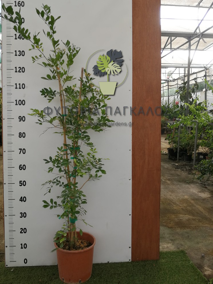 Μουράγια (Murraya sp) - Green Gardens - ΦΥΤΩΡΙΑ ΠΑΓΚΑΛΟΣ