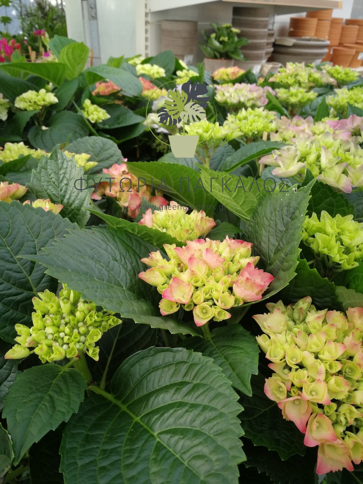 Ορτανσία (Hydrangea sp) - Green Gardens - ΦΥΤΩΡΙΑ ΠΑΓΚΑΛΟΣ