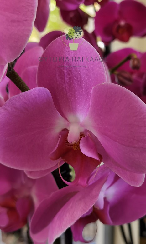 Ορχιδέα φαλαίνοψις (Phalaenopsis sp) - Green Gardens - ΦΥΤΩΡΙΑ ΠΑΓΚΑΛΟΣ