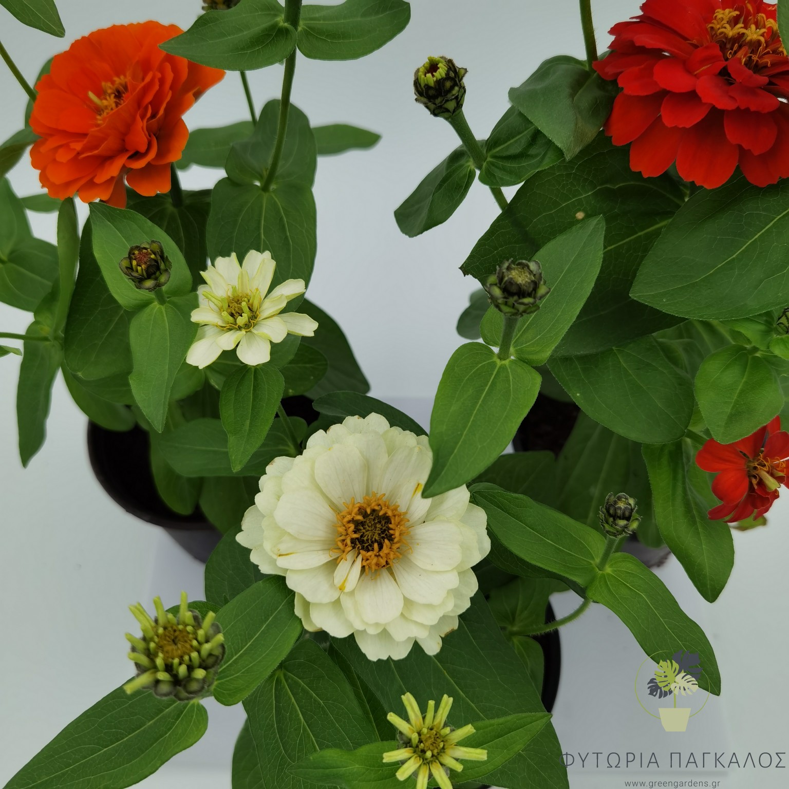 Ζίννια (Zinnia sp) - Green Gardens - ΦΥΤΩΡΙΑ ΠΑΓΚΑΛΟΣ