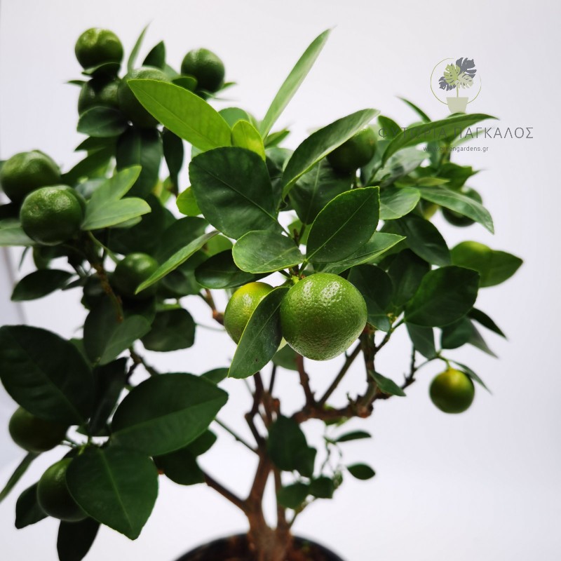Καλαμοντίν Citrus mitis - Green Gardens - ΦΥΤΩΡΙΑ ΠΑΓΚΑΛΟΣ