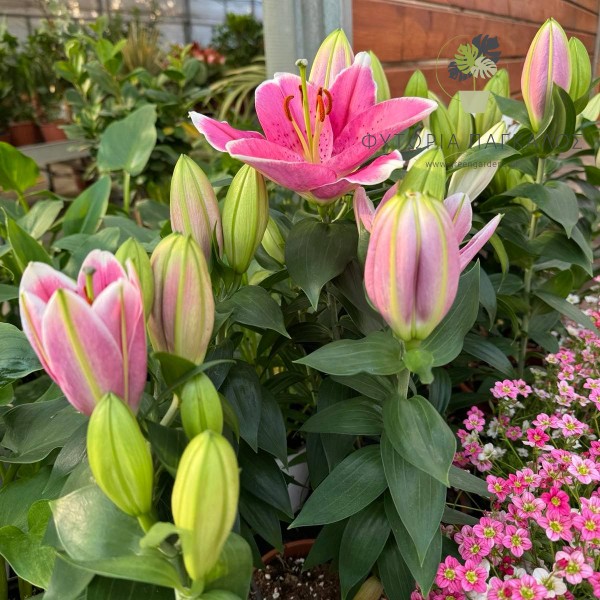 Λίλιουμ - Lilium sp - Green Gardens - ΦΥΤΩΡΙΑ ΠΑΓΚΑΛΟΣ