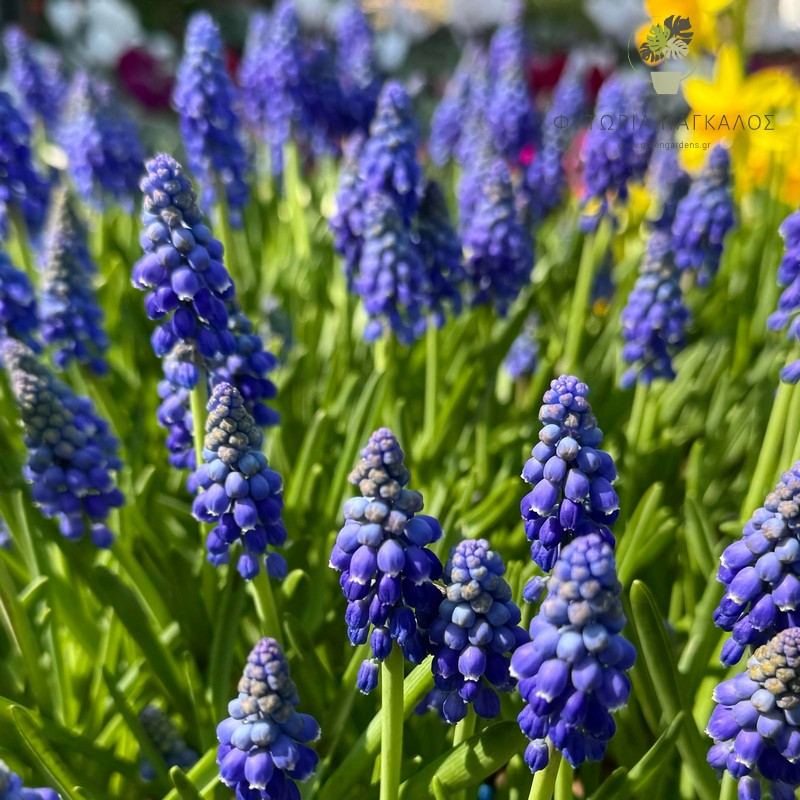 Μούσκαρι (Muscari sp) - Green Gardens - ΦΥΤΩΡΙΑ ΠΑΓΚΑΛΟΣ