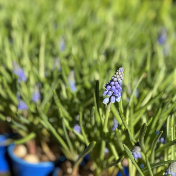 Μούσκαρι (Muscari sp) - Green Gardens - ΦΥΤΩΡΙΑ ΠΑΓΚΑΛΟΣ